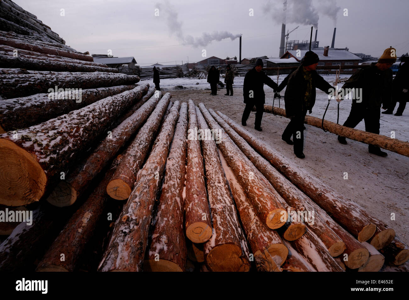 State-owned forestry plant with workers lifting logs early in the ...