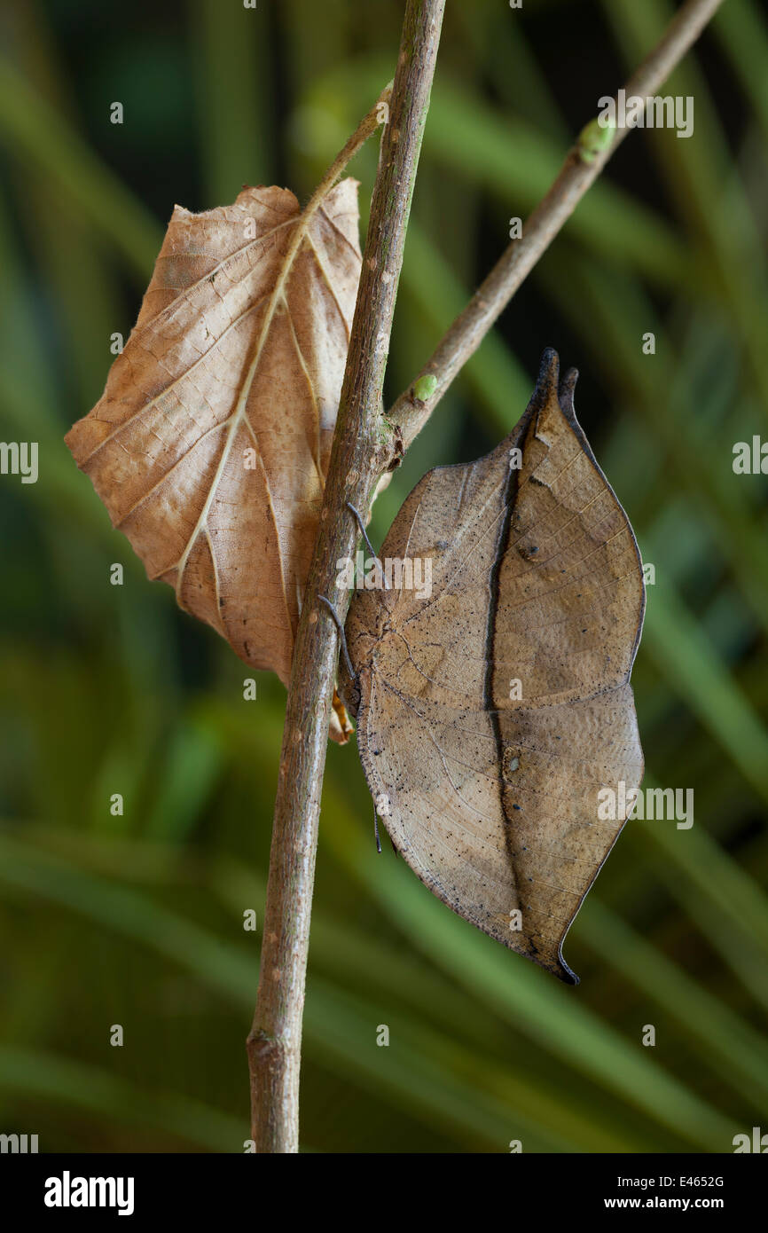 Indian Leaf Butterfly (Kalima paralekta) showing near-perfect leaf ...