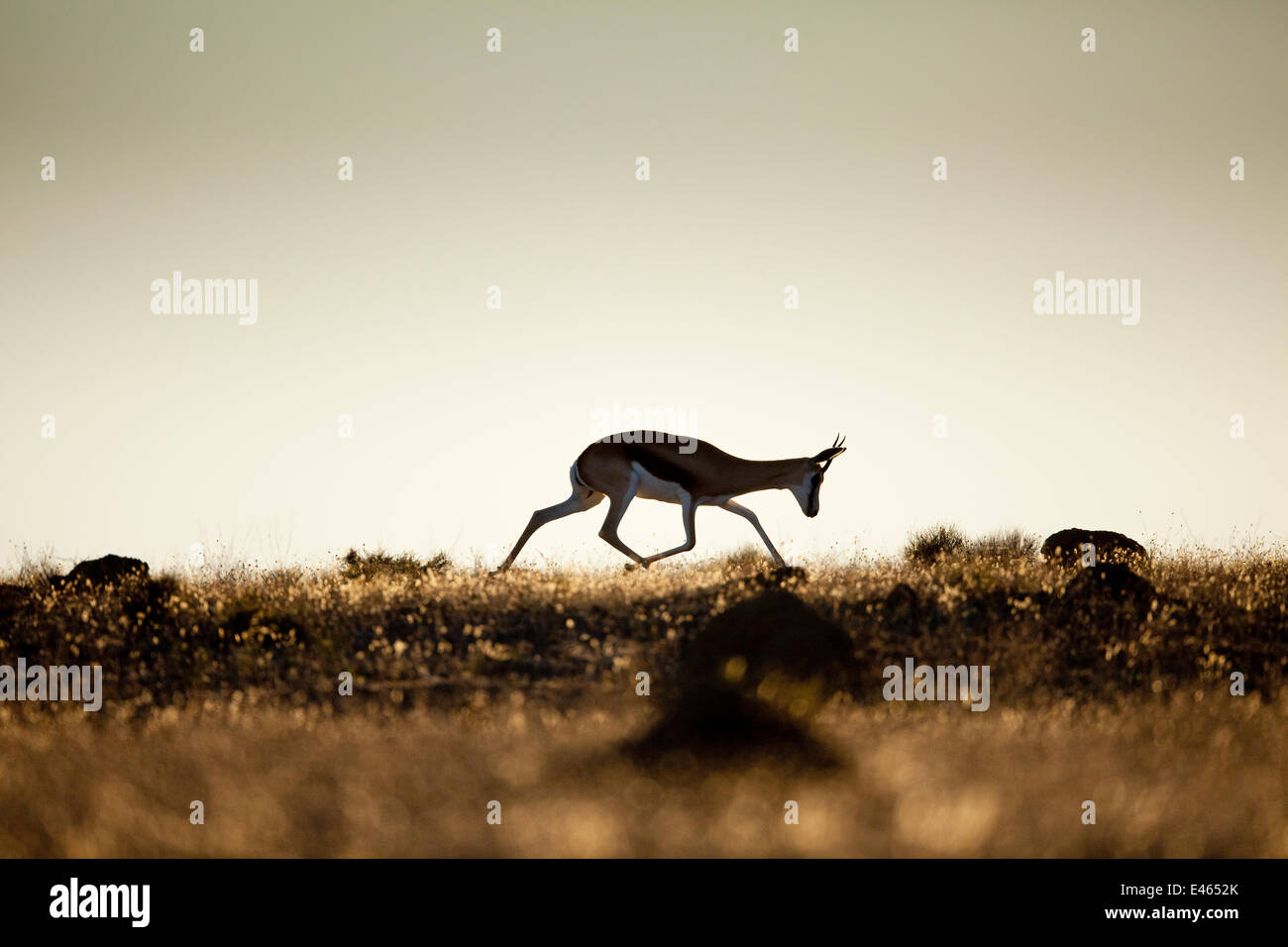 Springbok (Antidorcas marsupialis) silhouetted on the horizon ...