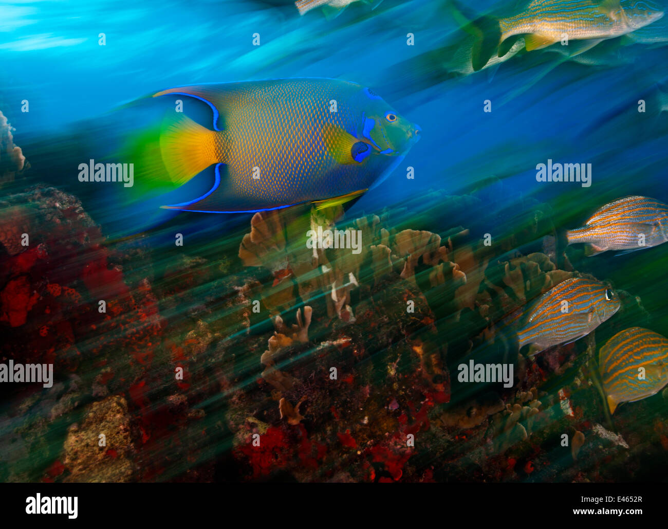 Queen Angelfish (Holacanthus ciliaris) among other coral fish. Cancun ...