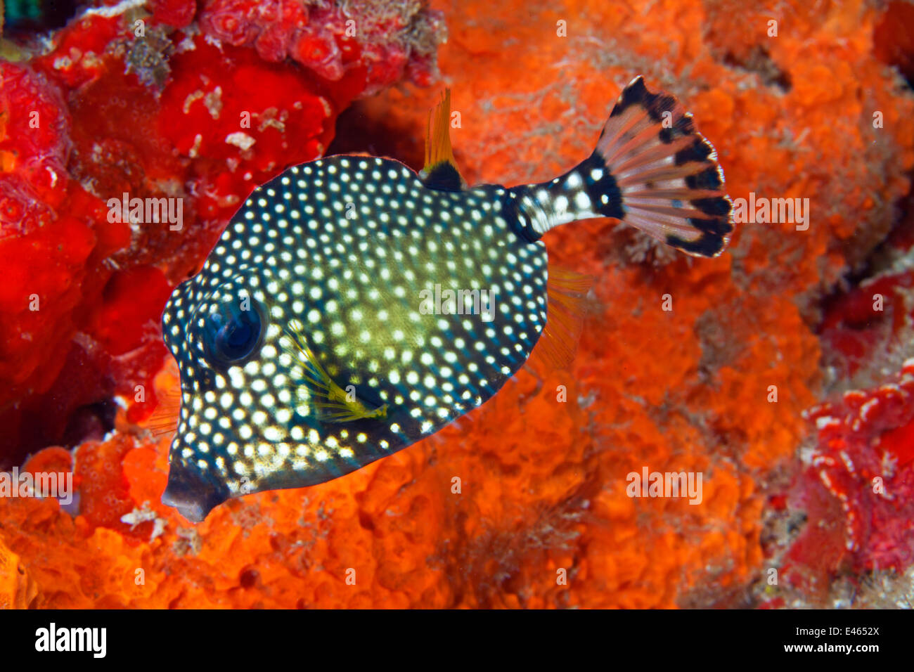 Smooth Trunkfish