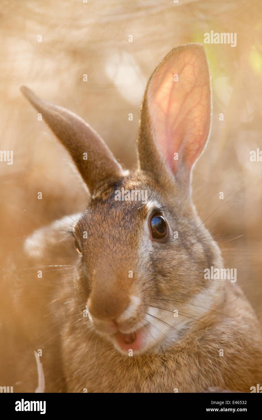 Tres Marias Rabbit (Sylvilagus graysoni). Maria Madre Island, Islas ...