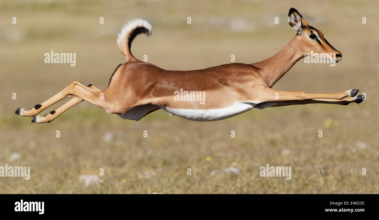 Female black faced impalas hi-res stock photography and images - Alamy