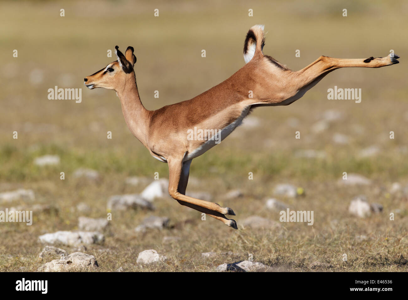 Leaping antelopes hi-res stock photography and images - Alamy