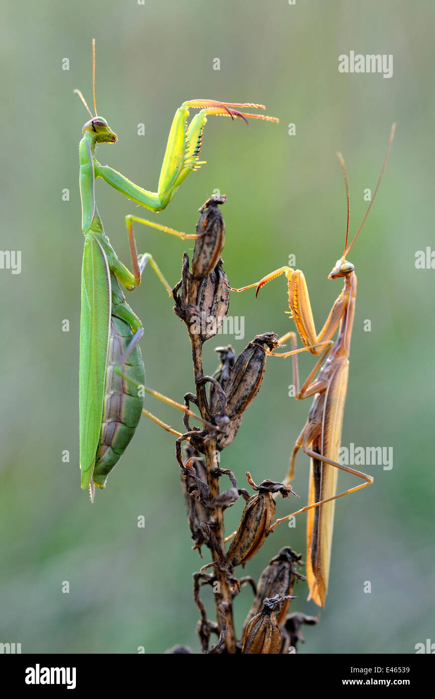Praying mantis pair hi-res stock photography and images - Alamy