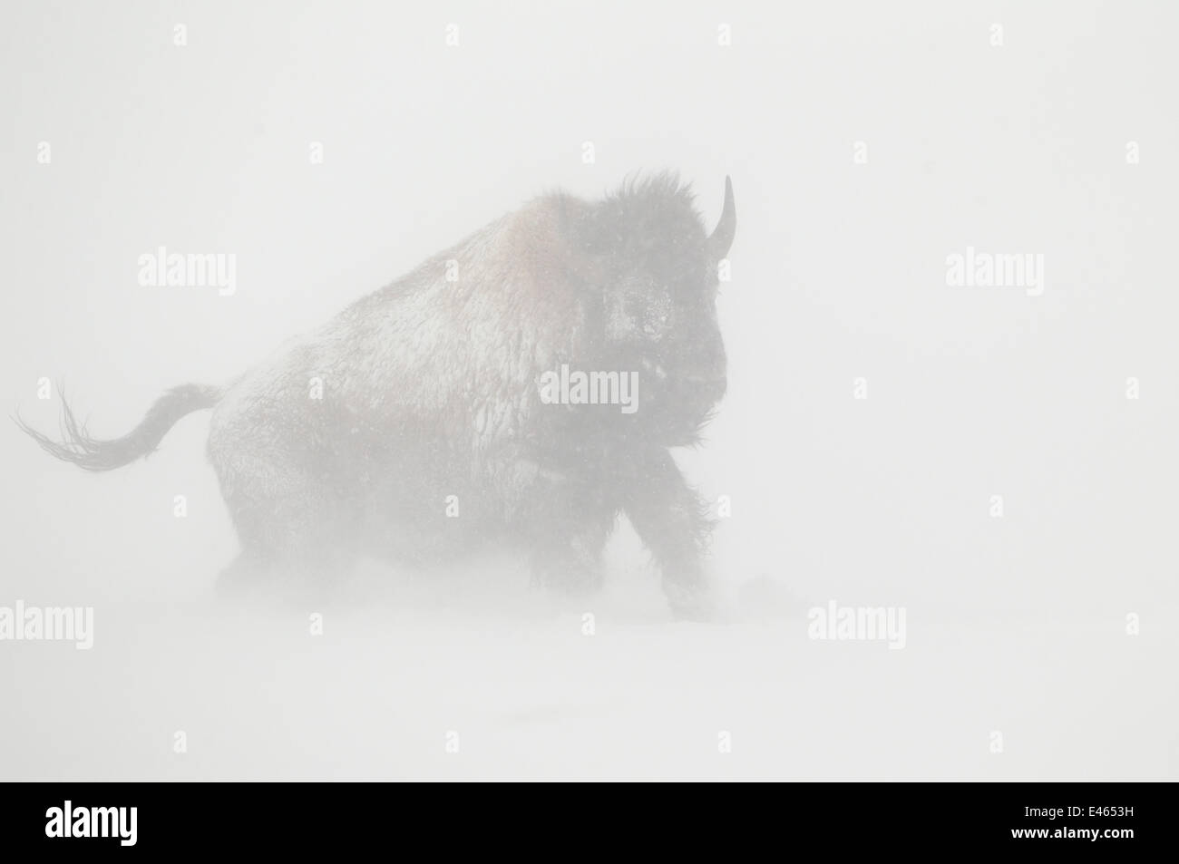 Bison (Bison bison) seen through blizzard snow. Yellowstone National ...
