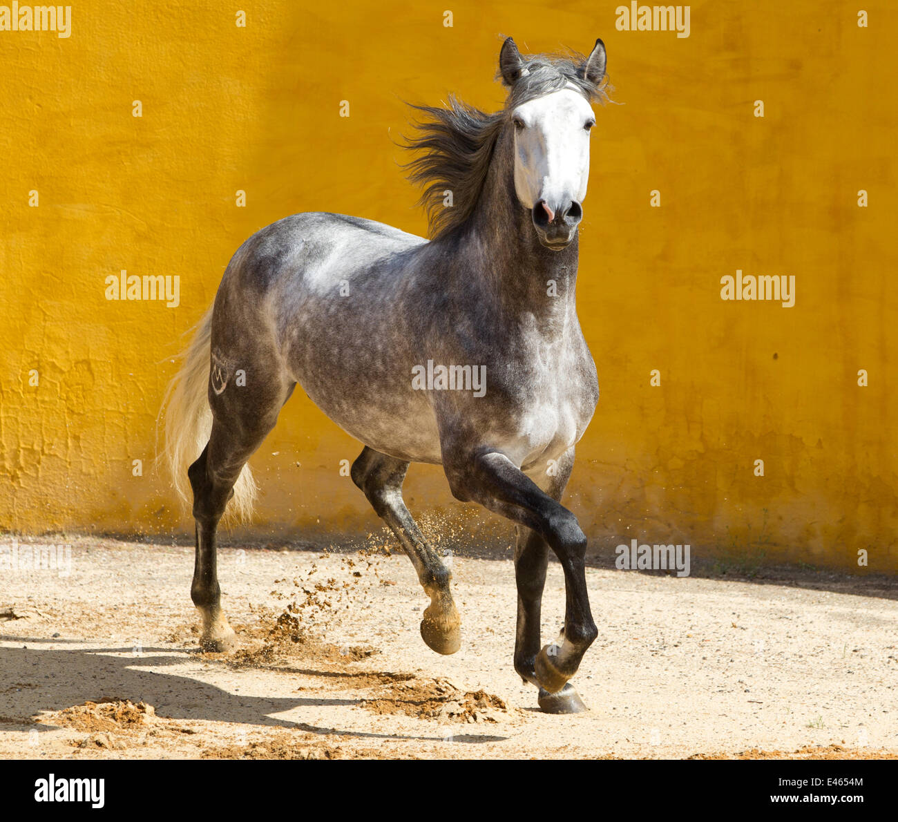 Lusitano horse, grey stallion trotting, Portugal Stock Photo - Alamy