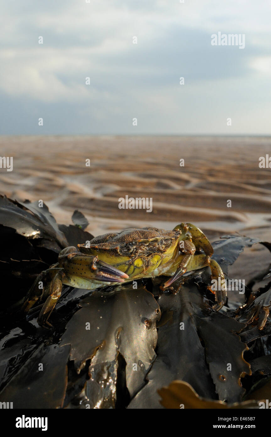 Common shore crab hi-res stock photography and images - Alamy