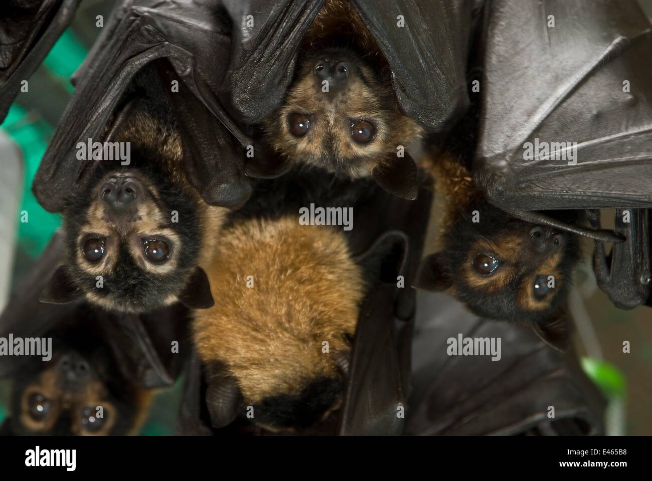 Spectacled flying foxes (Pteropus conspicillatus) inside enclosure ...