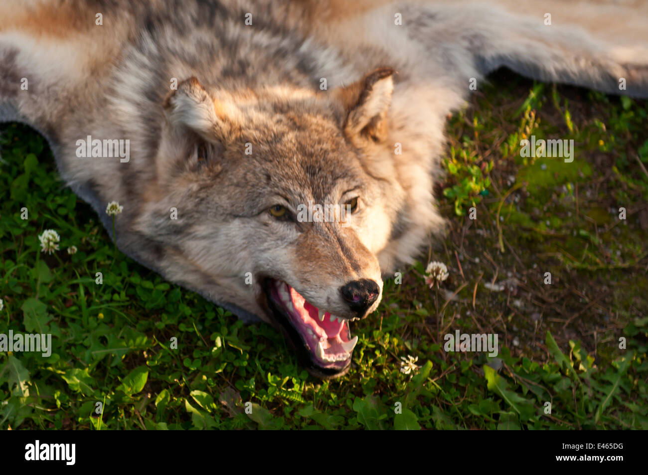 Gray wolf bite hi-res stock photography and images - Alamy