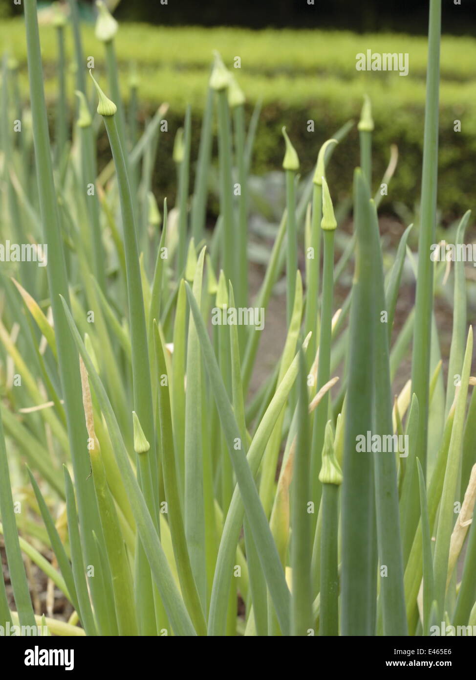 Common onion - Allium cepa Stock Photo - Alamy