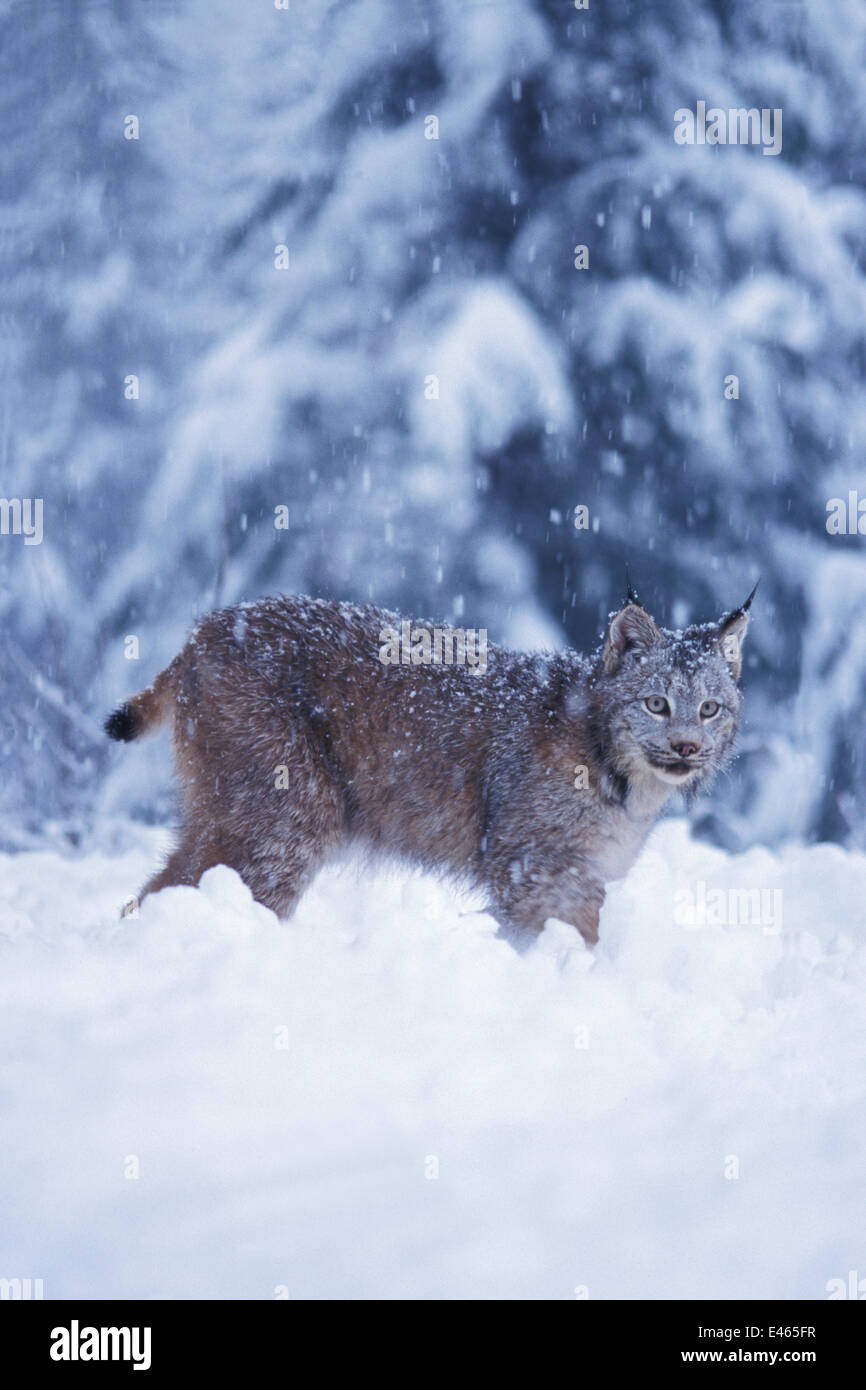 Lynx (Lynx lynx) adult in the snowy foothills of the Takshanuk ...