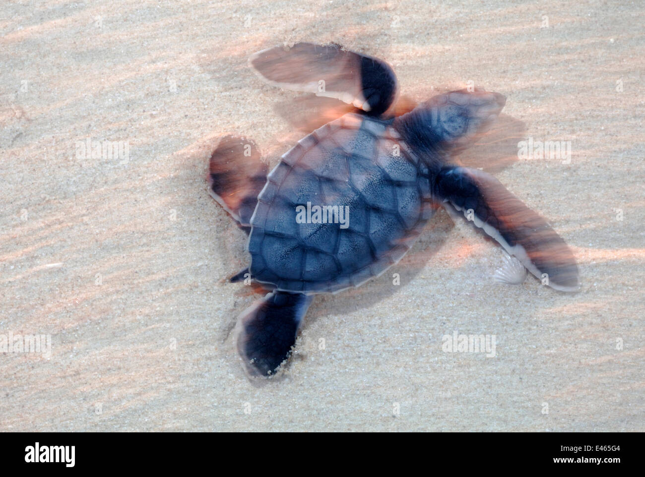 Green Turtle (Chelonia mydas) hatchling on its way to the sea, Ria ...