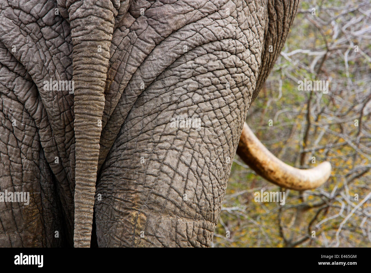 Elephant rear view hi-res stock photography and images - Alamy
