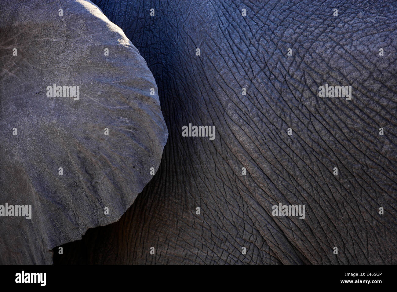 Close up of skin on the ear and back of an African elephant (Loxodonta ...