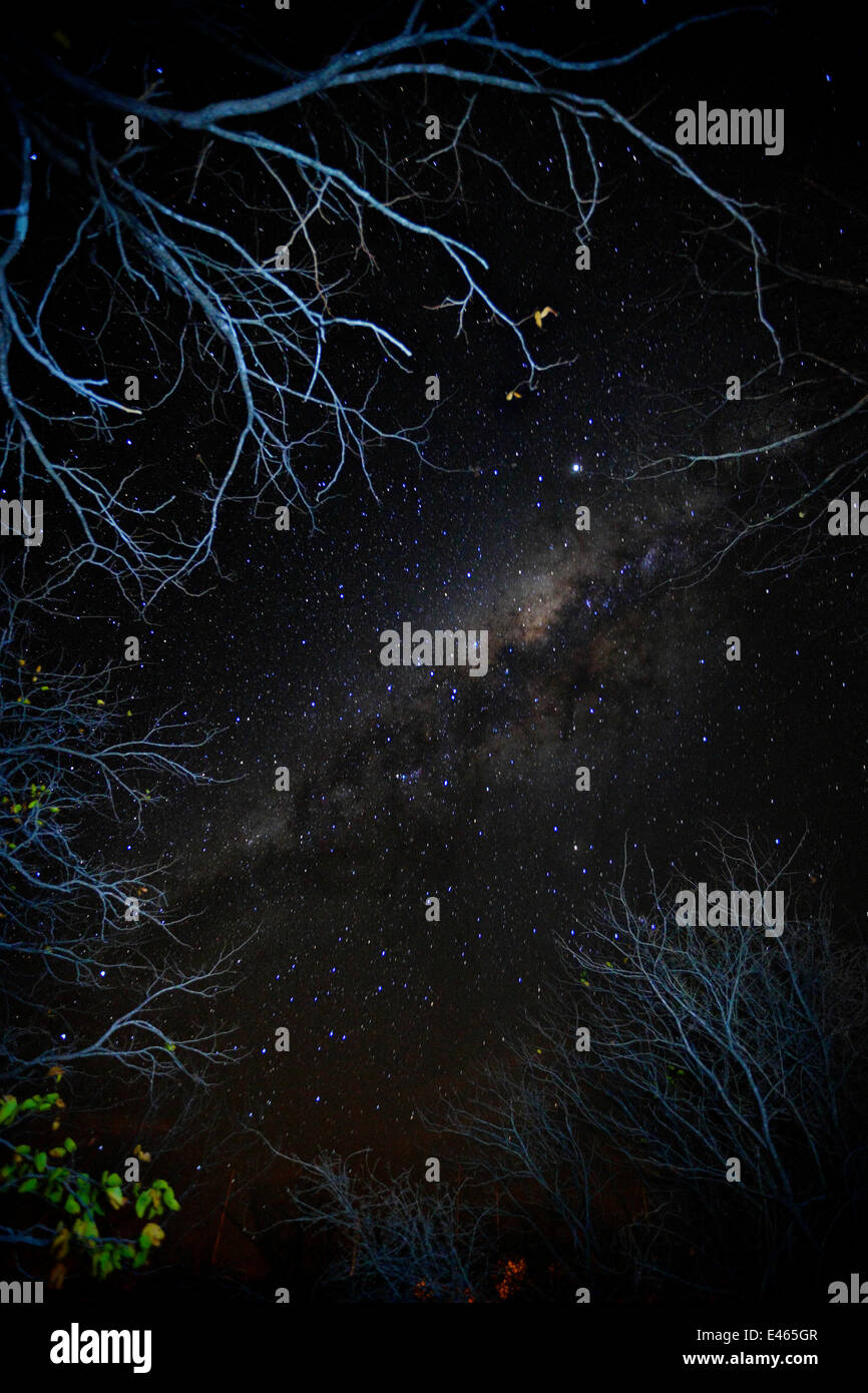 View of the night sky looking up through trees, with stars and the ...