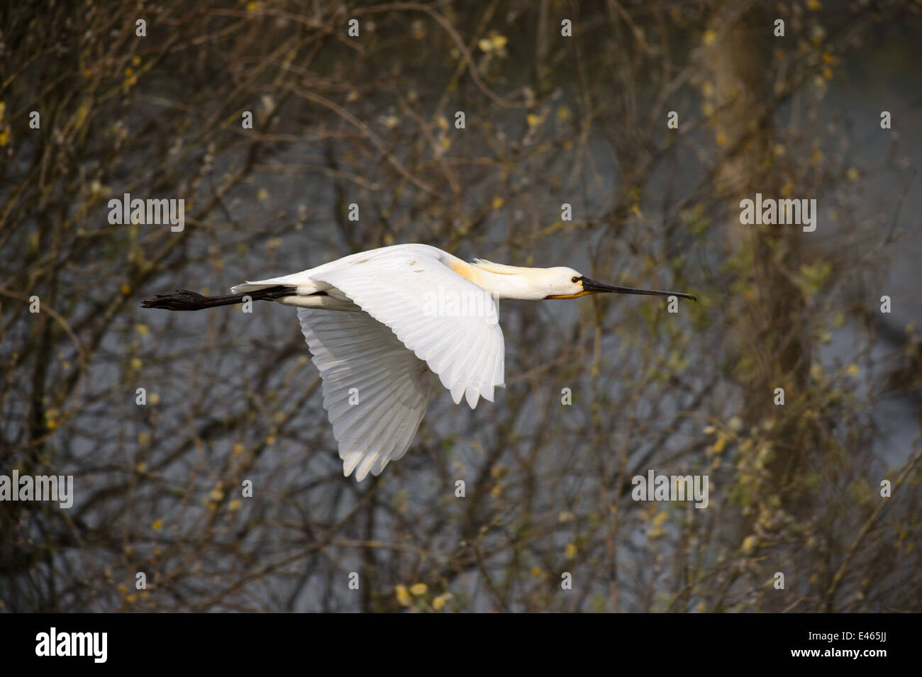 Flying spoonbills hi-res stock photography and images - Alamy