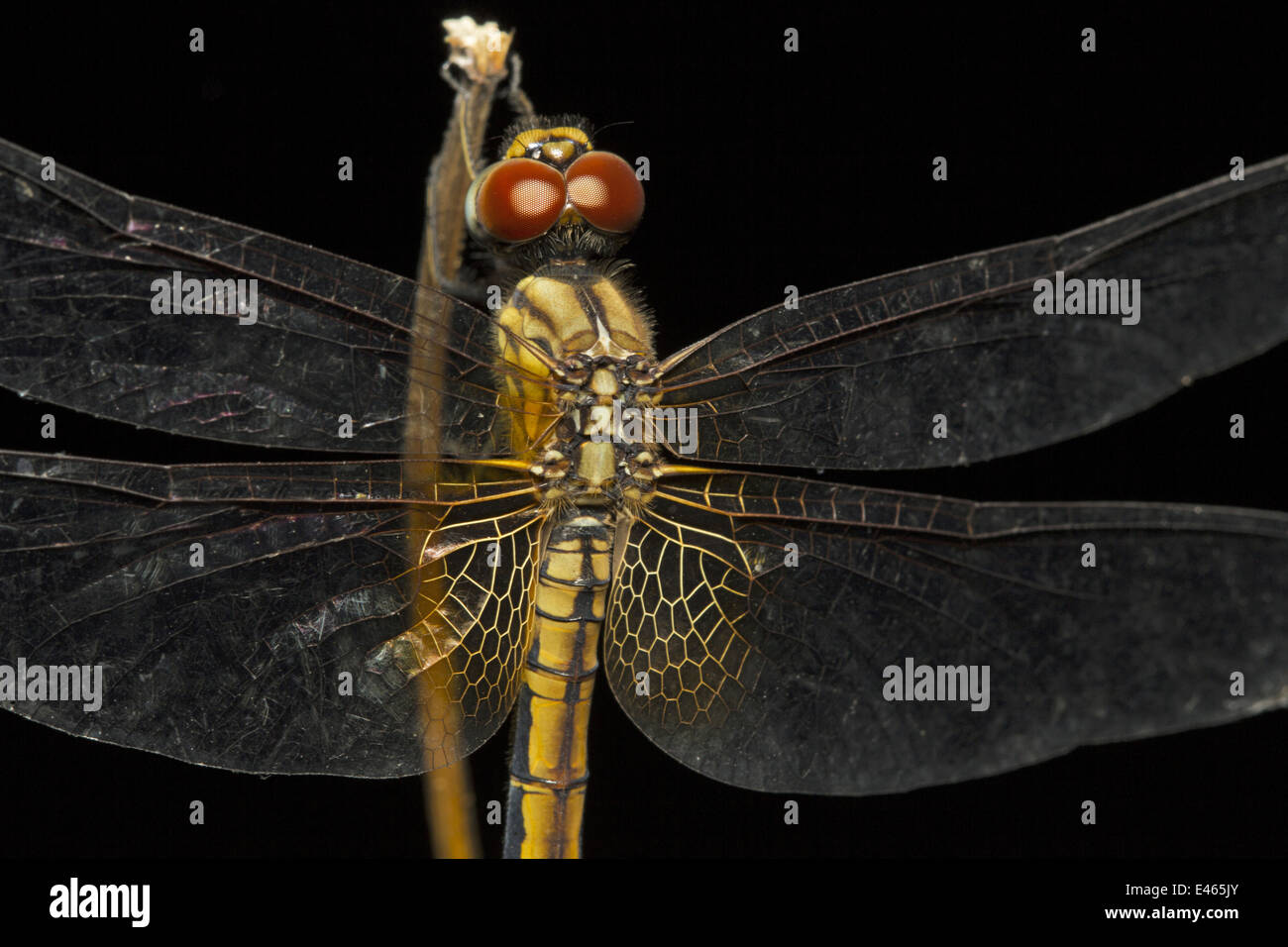 Dragonfly resting at night on twig, Neyyar Wildlife Sanctuary, Kerala ...