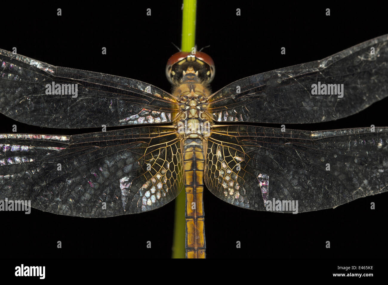 Dragonfly resting at night on twig, Neyyar Wildlife Sanctuary, Kerala ...