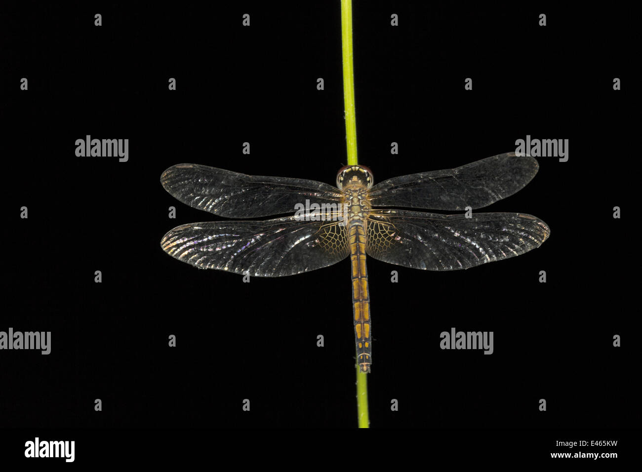 Dragonfly resting at night on twig, Neyyar Wildlife Sanctuary, Kerala ...