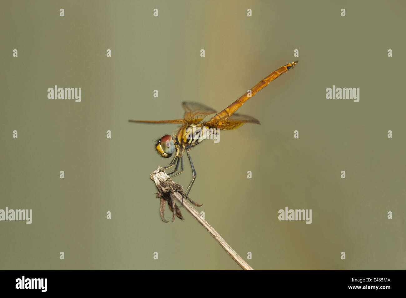 Dragonfly resting at night on twig, Neyyar Wildlife Sanctuary, Kerala ...