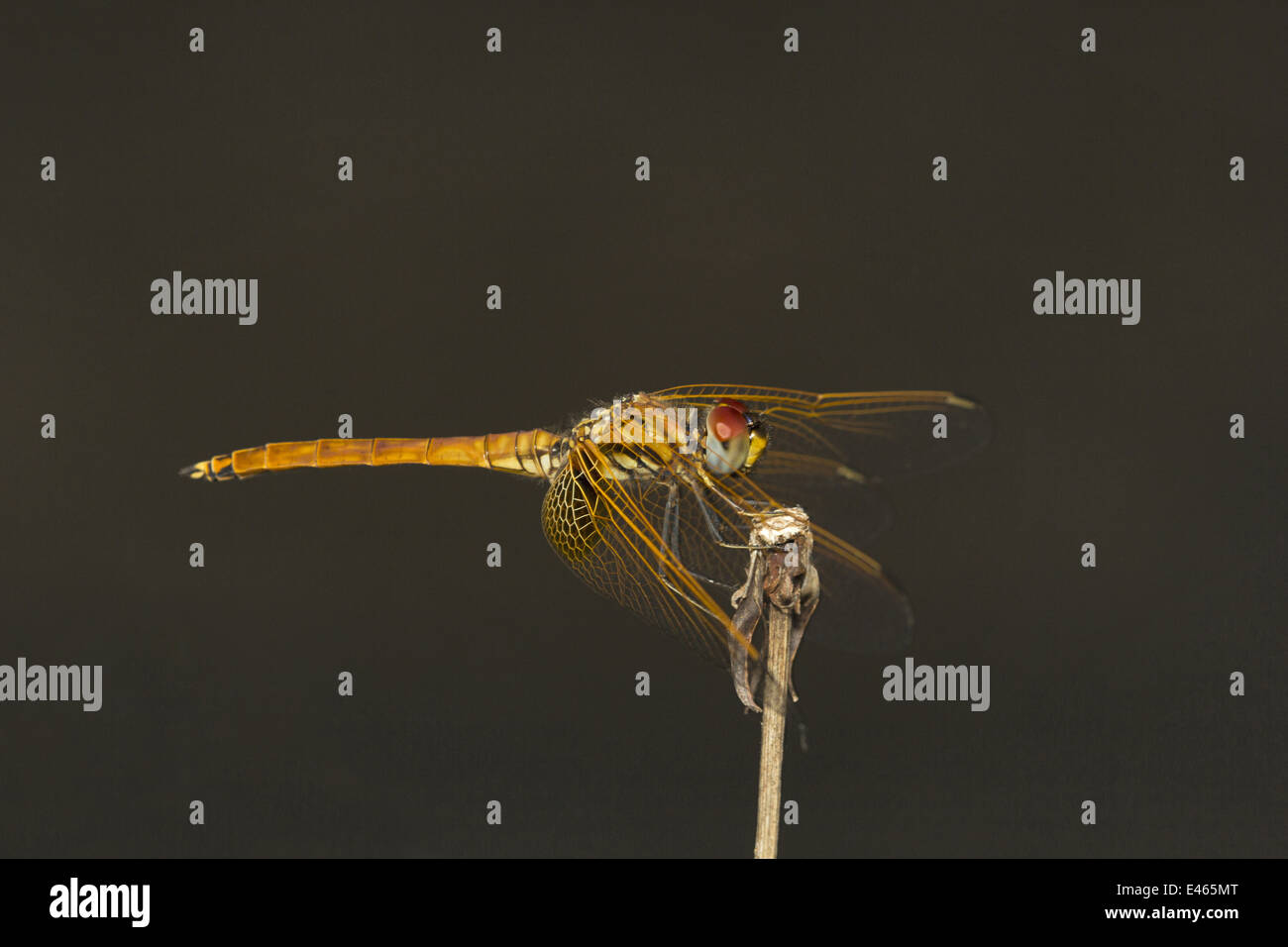 Dragonfly resting at night on twig, Neyyar Wildlife Sanctuary, Kerala ...