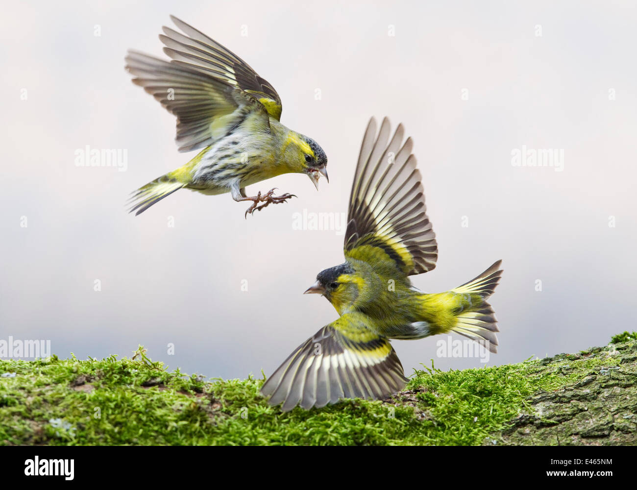 Animals fighting over food hi-res stock photography and images - Alamy