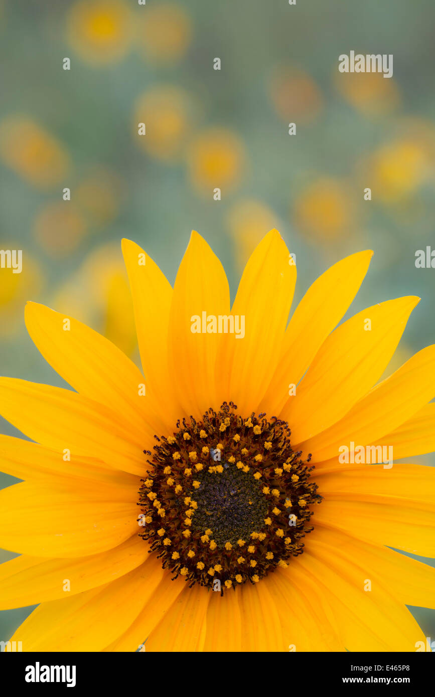 Sunflower flower (Helianthus petiolaris) at Sunset Crater National ...