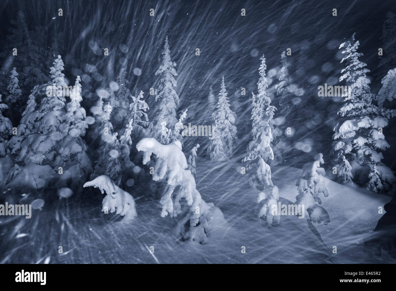Winter snowstorm with frost covered trees , Hurricane Ridge, Olympic ...