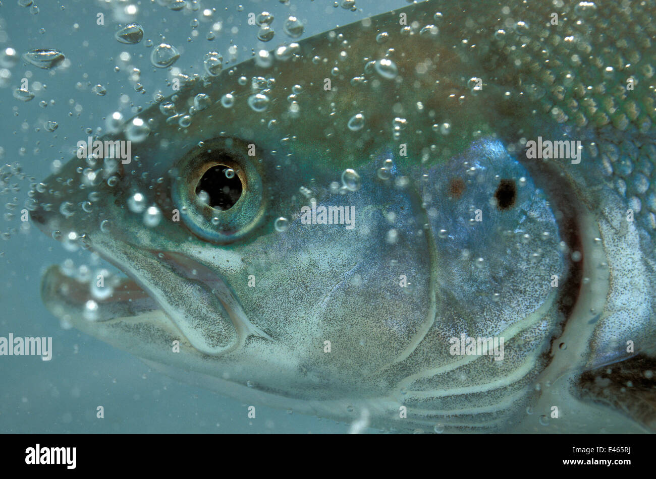 Male Atlantic Salmon Salmo Salar High Resolution Stock Photography and ...