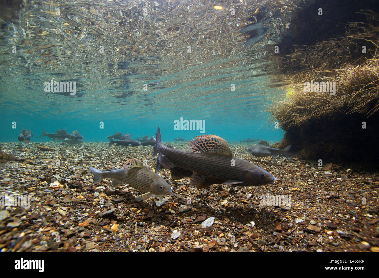 Alpine grayling hi-res stock photography and images - Alamy