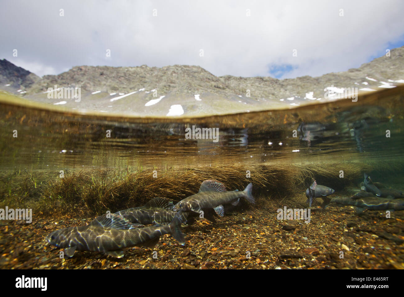 Alpine grayling hi-res stock photography and images - Alamy