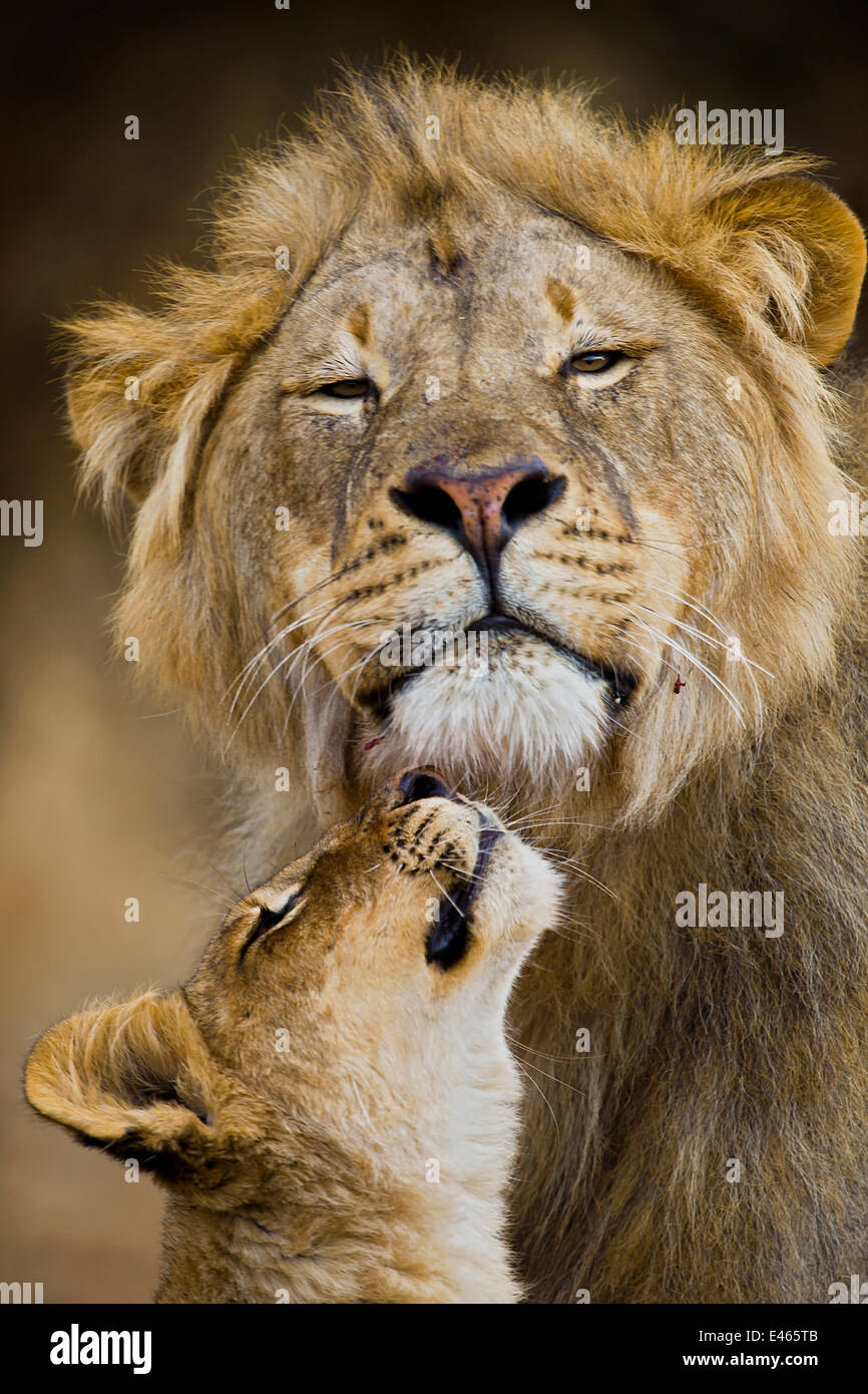 Baby animals and father and lion hi-res stock photography and images ...