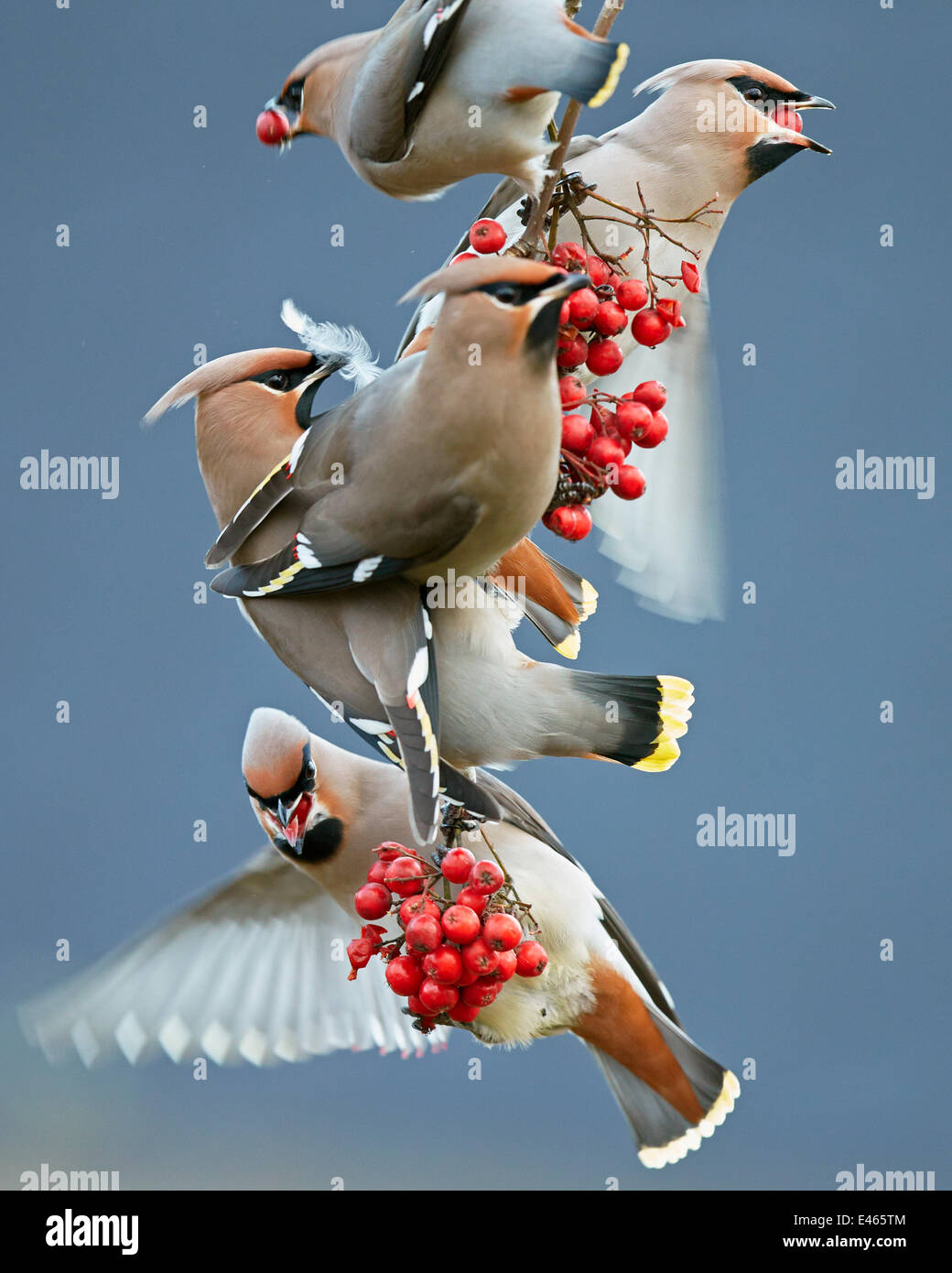 European waxwings bombycilla garrulus feeding hi-res stock photography ...