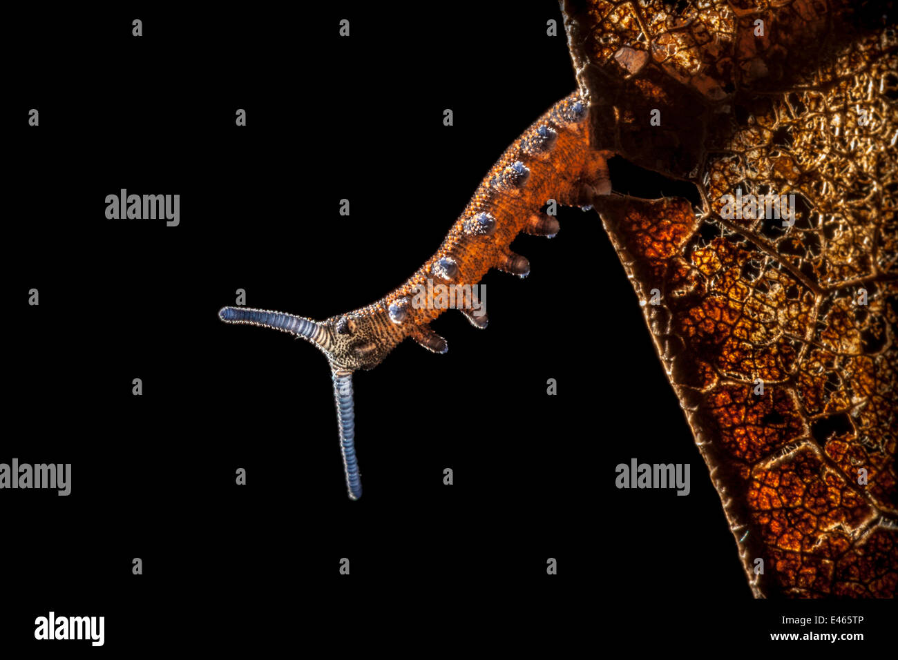 Peripatus hi-res stock photography and images - Alamy