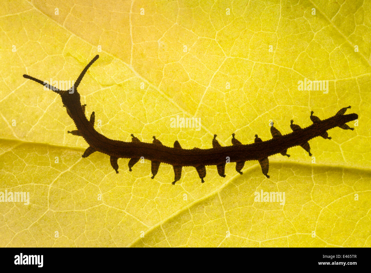 Velvet Worm (Peripatus novaezealandiae) silhouetted against a leaf ...