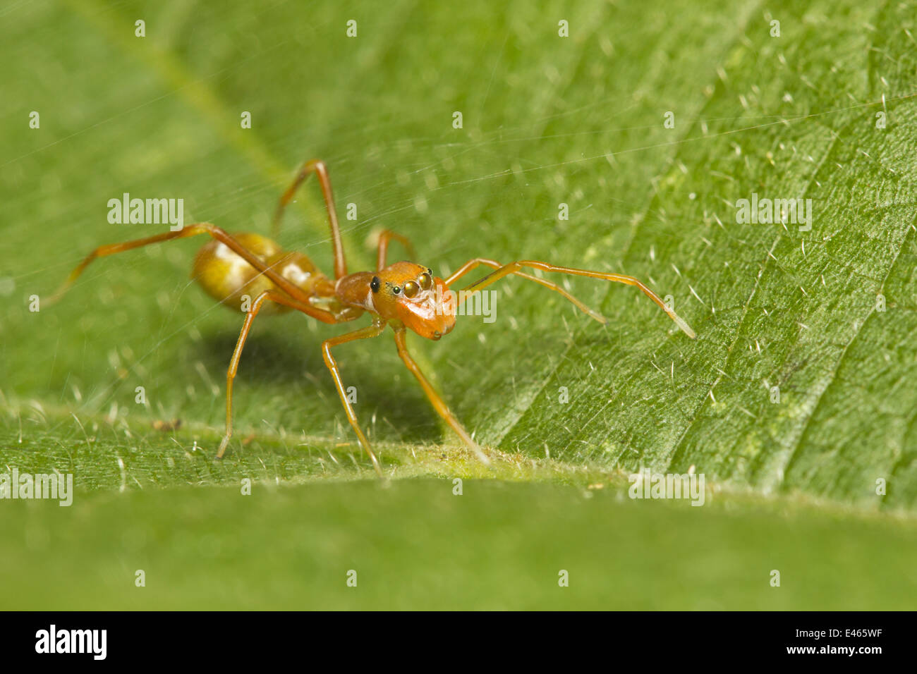 ANT MIMICKING SPIDER Myrmarachne Neyyar Wildlife Sanctuary, Kerala ...