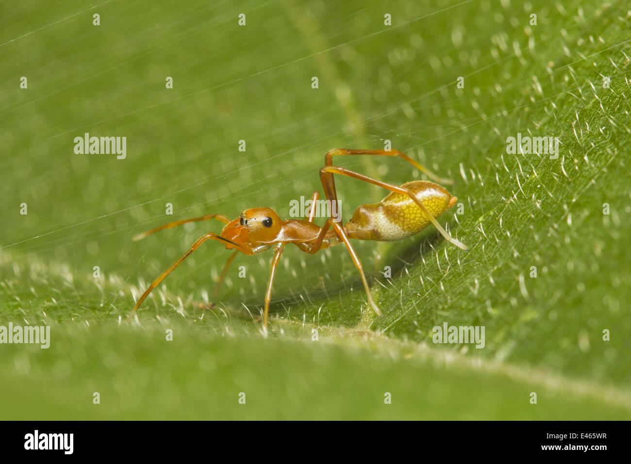 ANT MIMICKING SPIDER Myrmarachne Neyyar Wildlife Sanctuary, Kerala ...