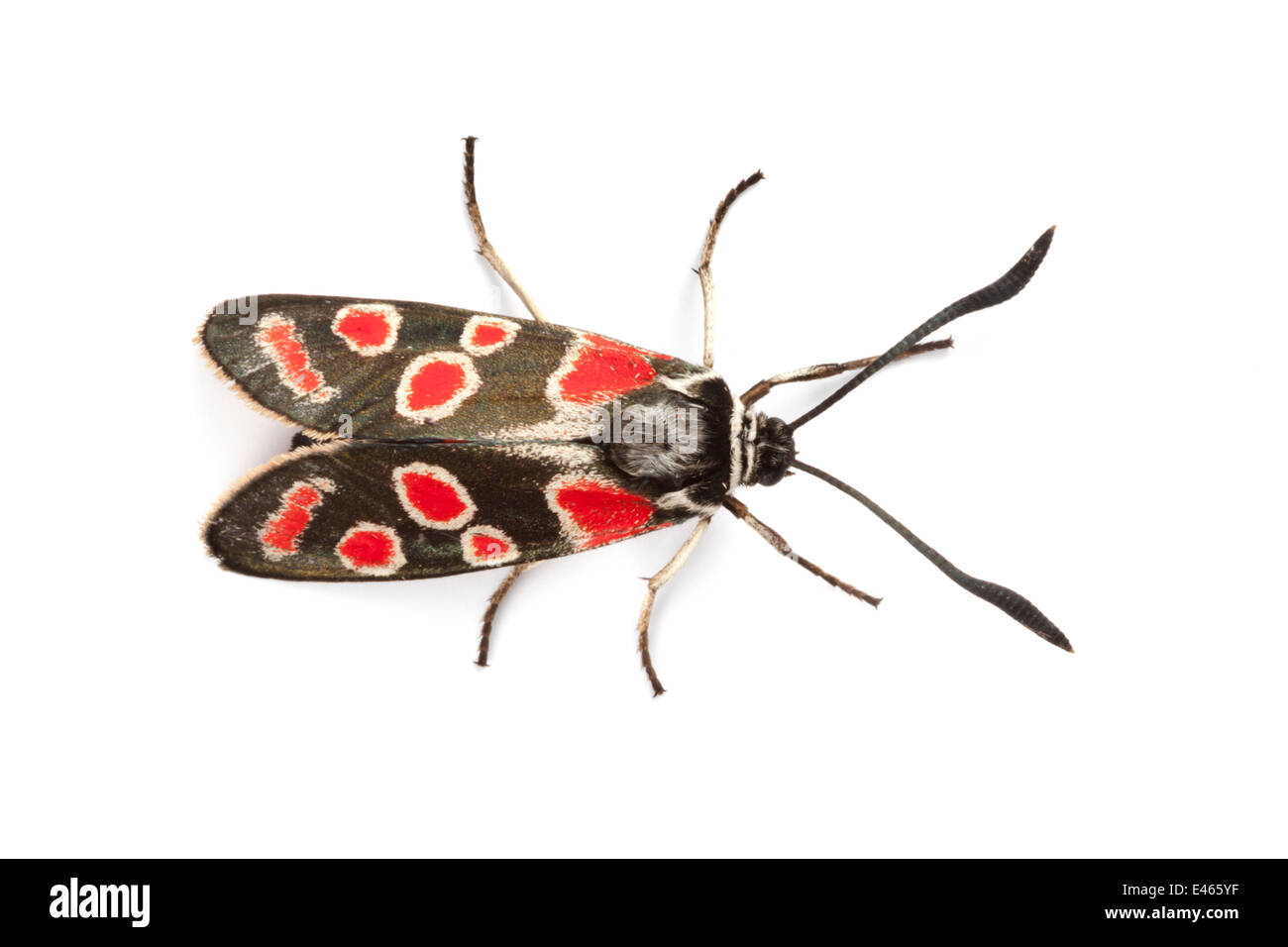 Burnet Moth (Zygaena carniolica), photographed on a white background ...