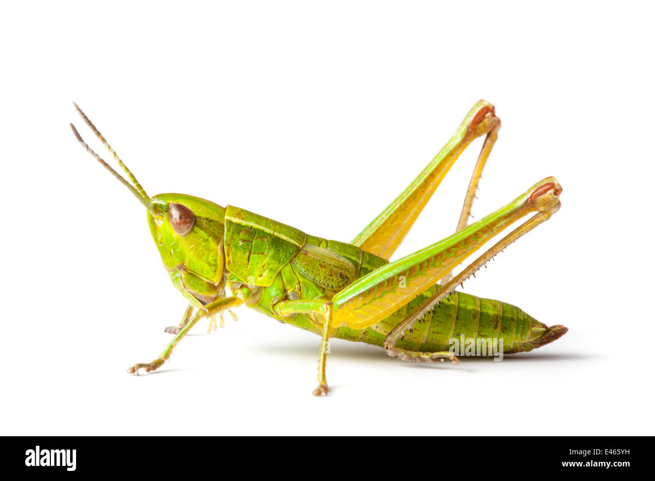 Small Gold Grasshopper (Euthystira brachyptera) photographed on a white ...