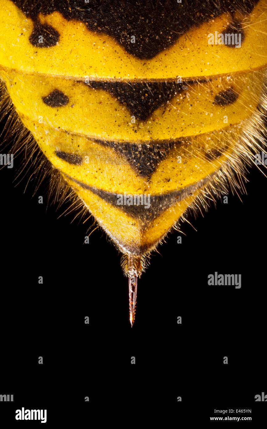 Stings wasp hi-res stock photography and images - Alamy