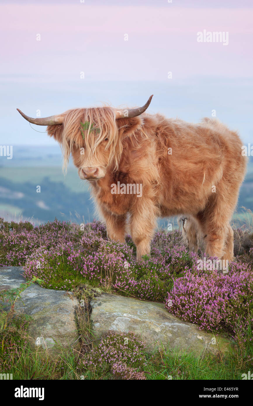 Highland cow on heather moorland, Curbar Edge, Peak District National ...