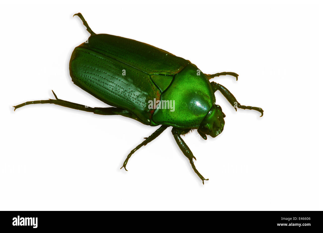Green Flower Beetle (Thaumastopeus sp.). Endemic to Borneo Stock Photo ...