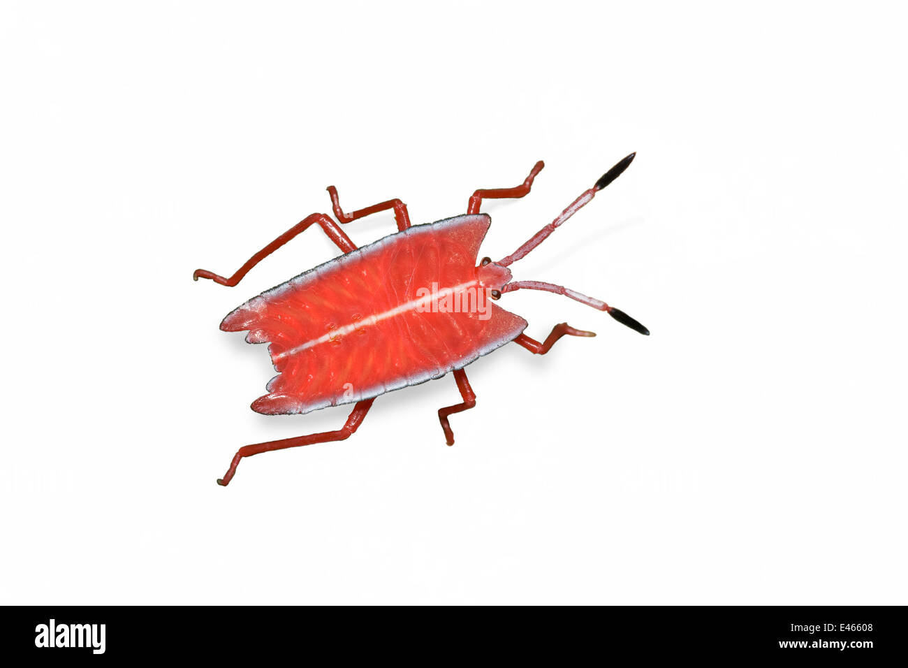 Pink stink bug (Tessaratomidae). Danum Valley, Sabah, Borneo Stock ...