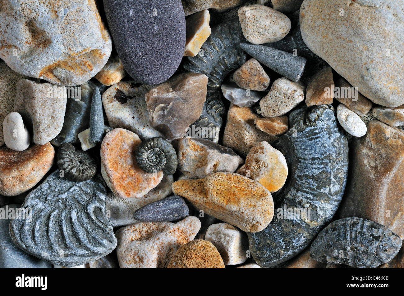 Fossils of belemnites and ammonites on shingle beach near Lyme Regis ...