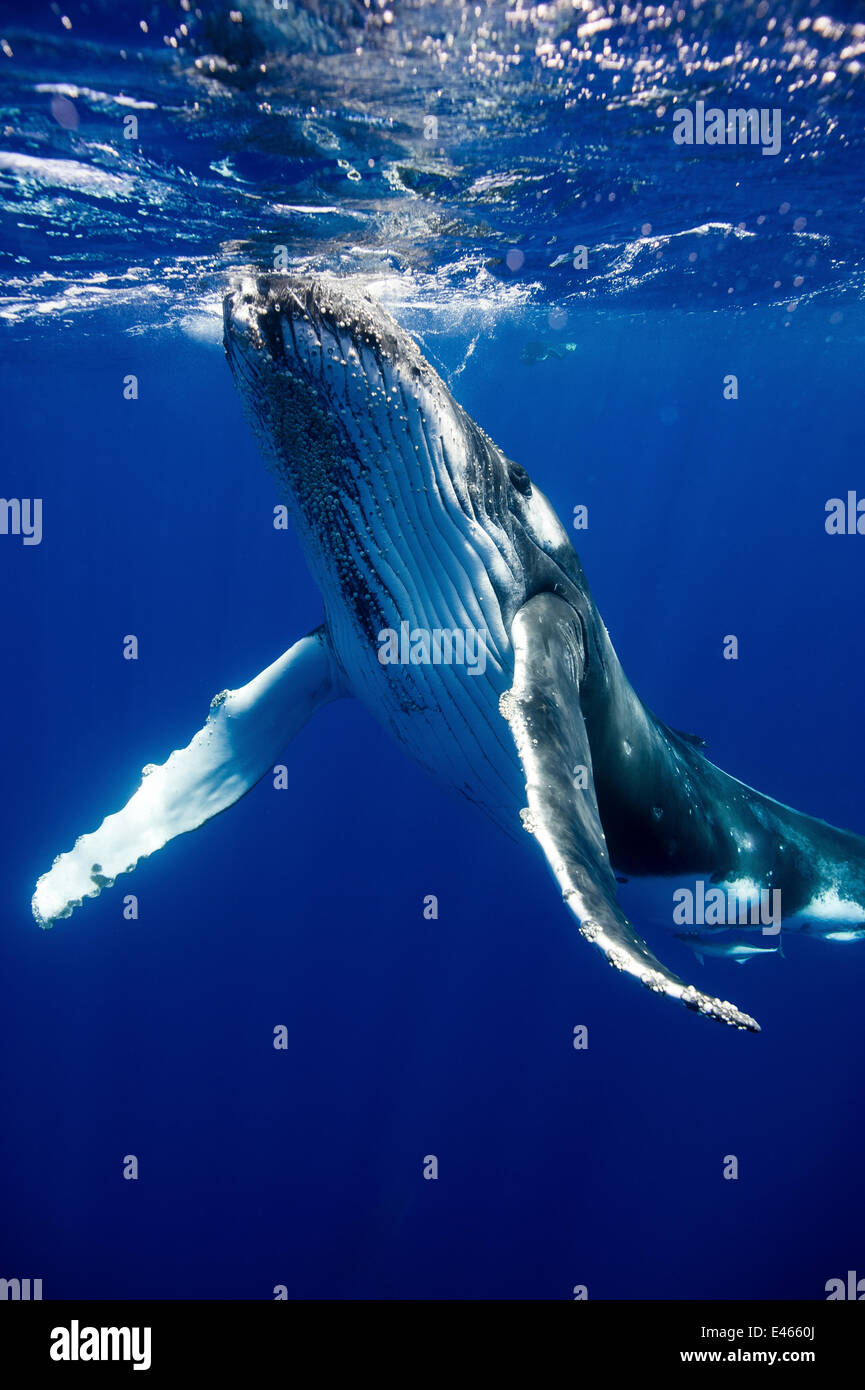 Tonga fauna hi-res stock photography and images - Alamy
