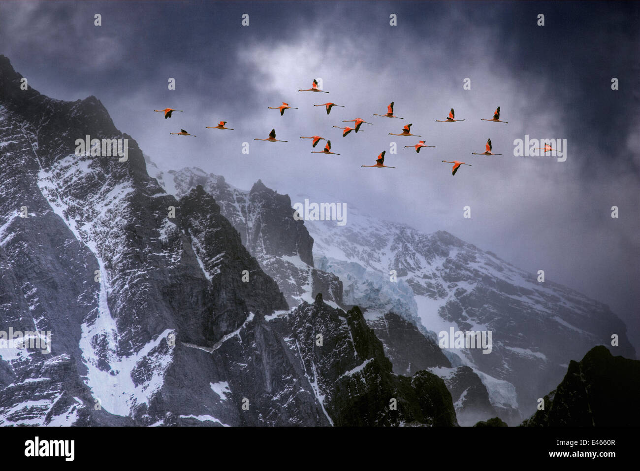 Flock flamingo flying formation hi-res stock photography and images - Alamy