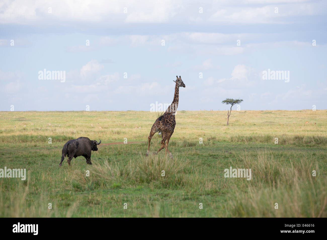 Male buffalo (Syncerus caffer) chasing Masai Giraffe (Giraffa ...