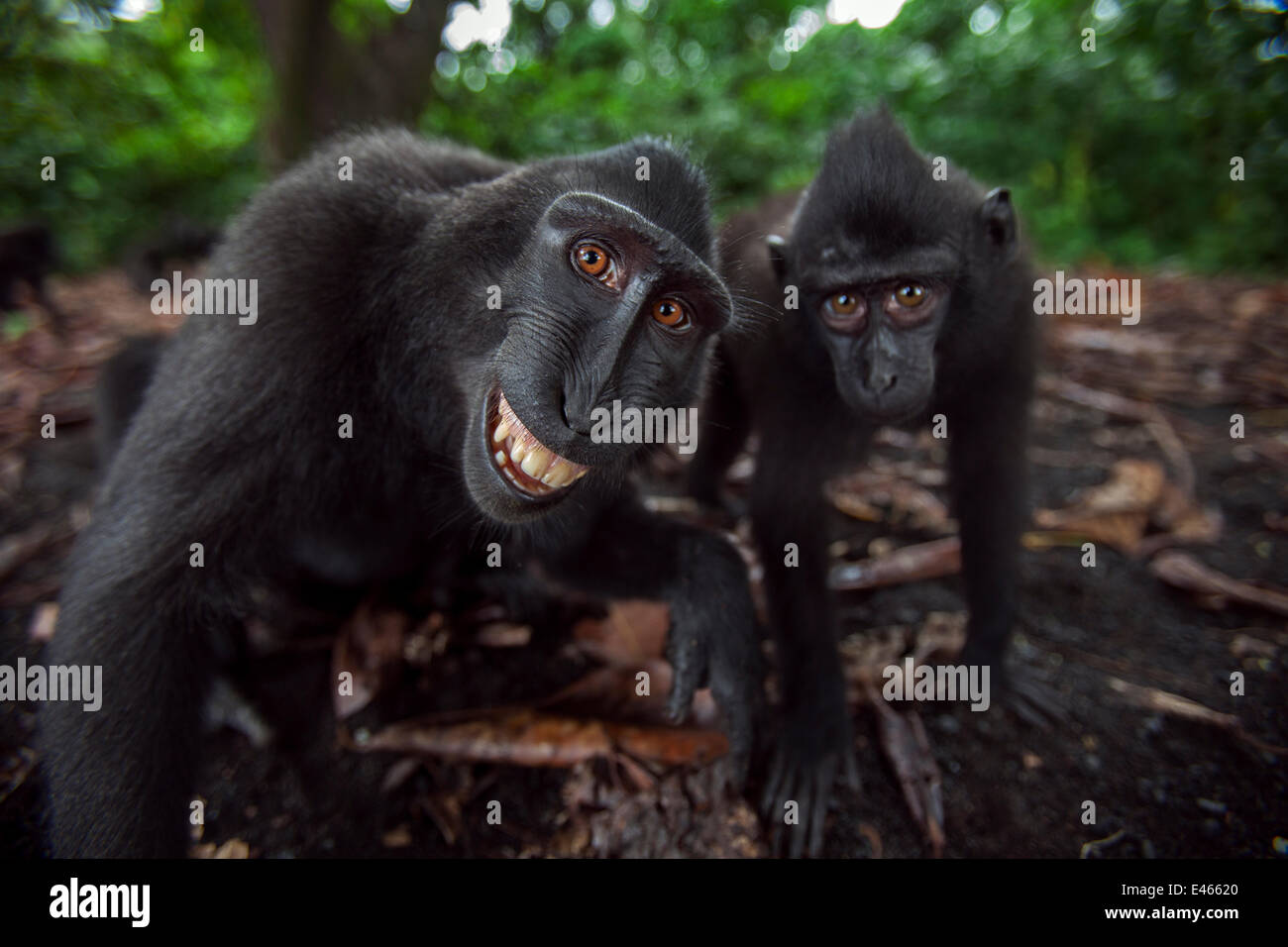 Celebes / Black crested macaque (Macaca nigra) two juveniles ...