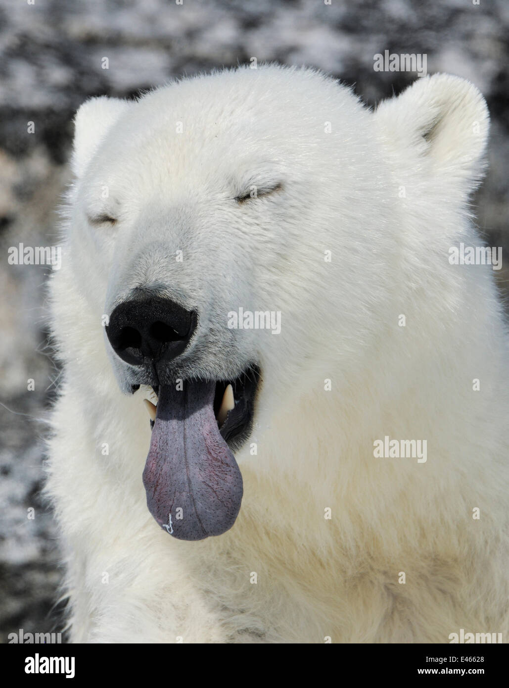 Polar Bear (Ursus maritimus) head portrait with blue tongue out ...